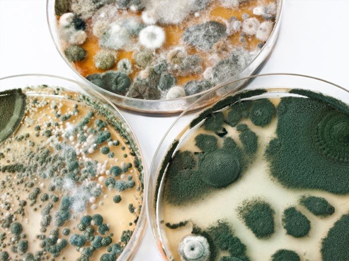 Mold Spores The Environmental Decomposer Mold Awareness